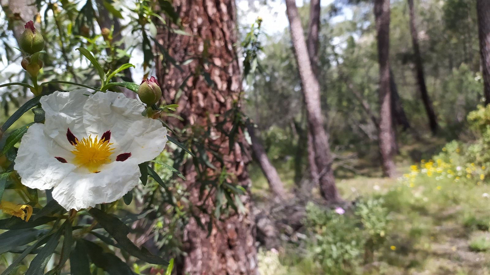 ¿Qué es una Jara? - Senderismo y ascensiones
