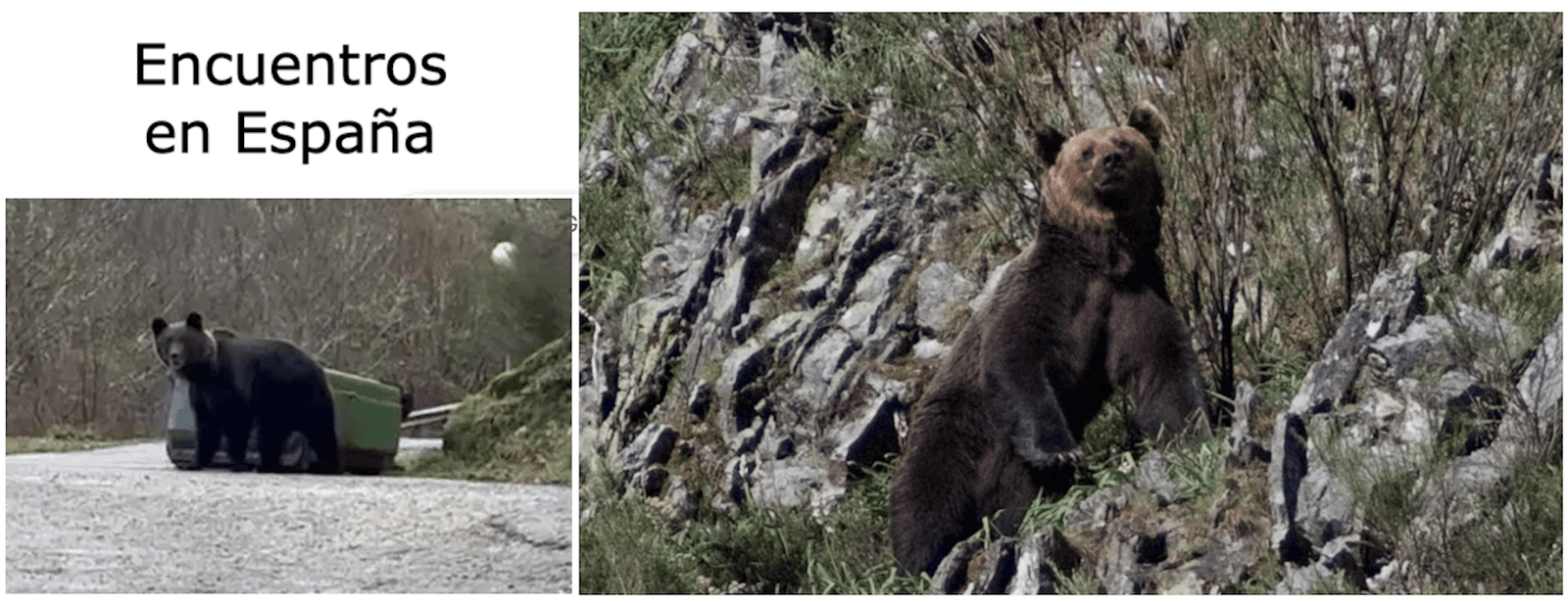 Que hacer ante un Oso - Casos en norte de España