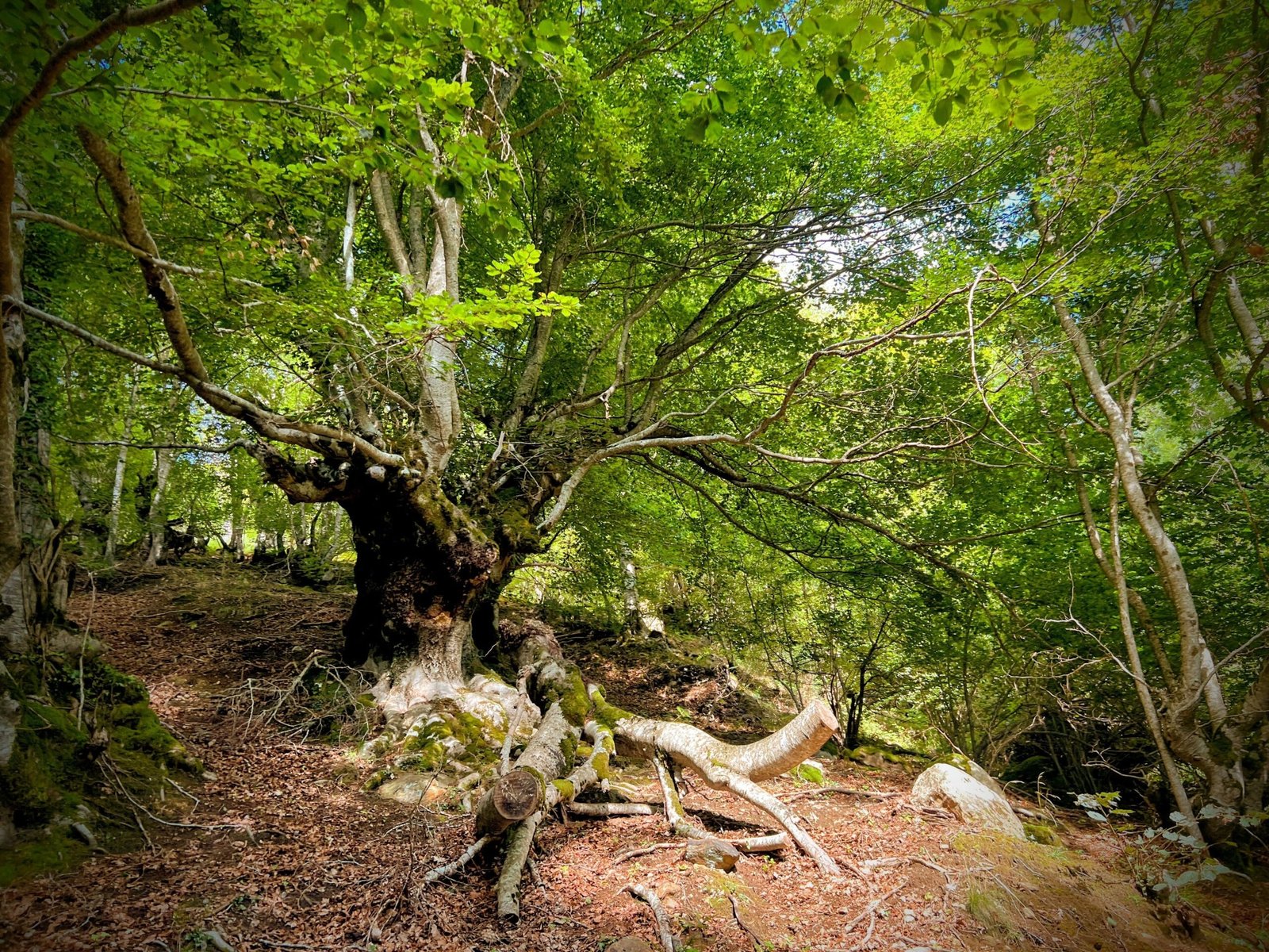 Ruta por el Bosque de Carlac de los Pirineos